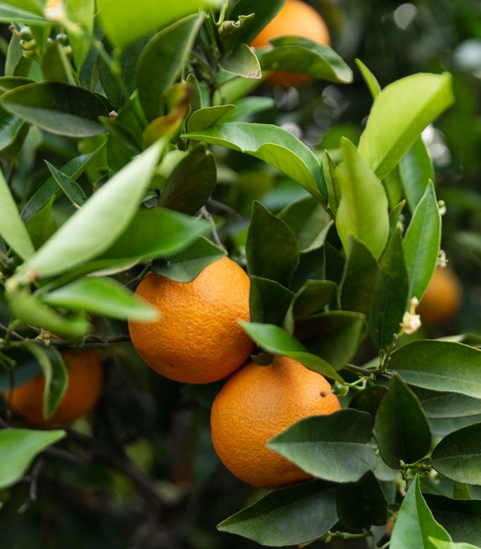 CPPC - RedSeal Quality